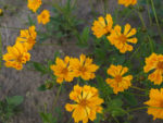 Coreopsis auriculata 'Zamphir' (Ear-leaved Tickseed) - World of ...