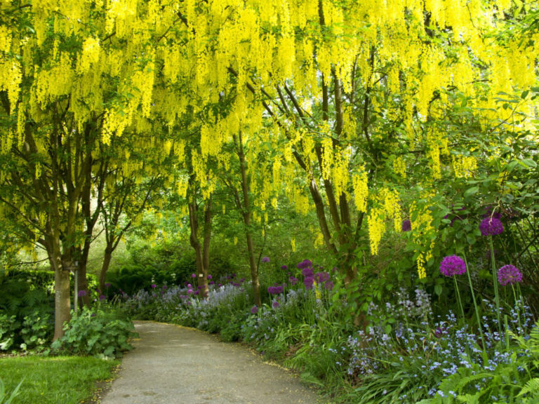 Laburnum × watereri 'Vossii' (Golden Chain Tree) - World of Flowering ...