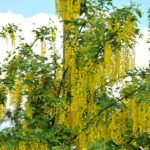 Laburnum × watereri 'Vossii' (Golden Chain Tree) - World of Flowering ...
