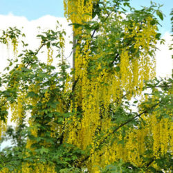 Laburnum × watereri 'Vossii' (Golden Chain Tree) - World of Flowering ...