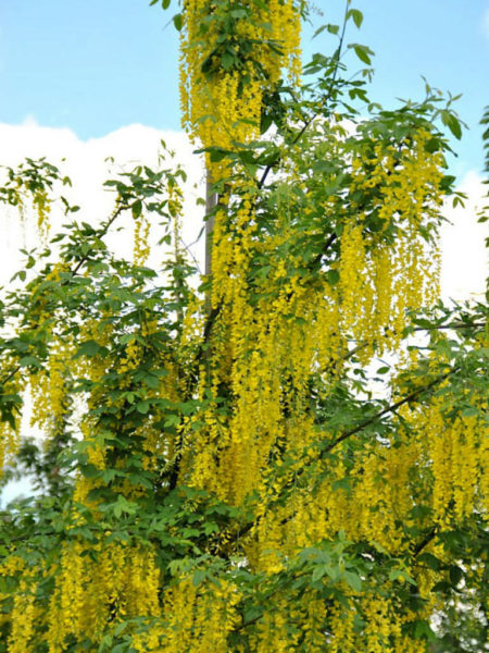 Laburnum × watereri 'Vossii' (Golden Chain Tree) - World of Flowering ...