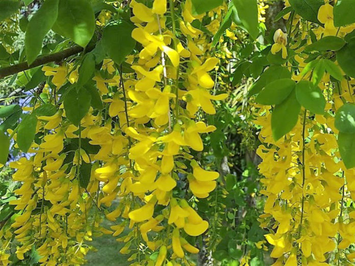 Laburnum × watereri 'Vossii' (Golden Chain Tree) - World of Flowering ...