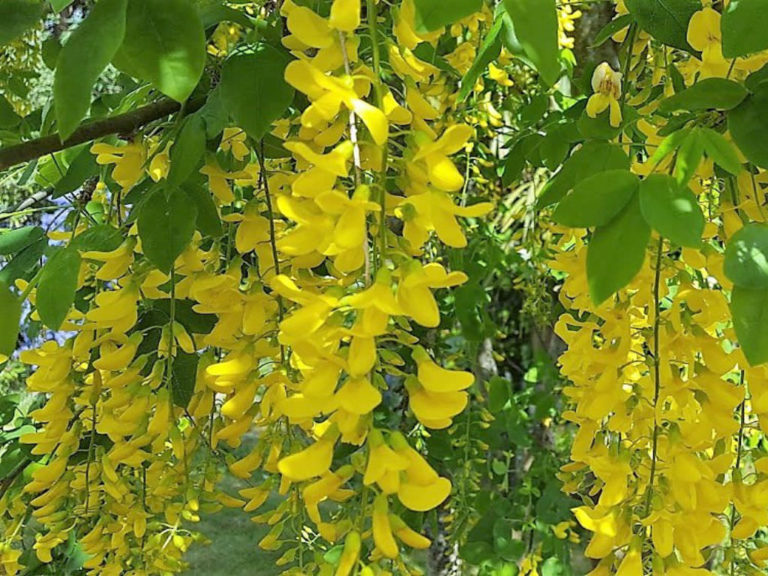 Laburnum × watereri 'Vossii' (Golden Chain Tree) - World of Flowering ...