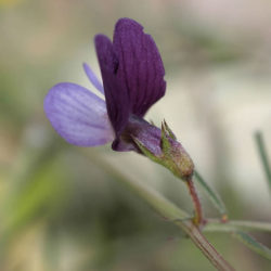 Lathyrus angulatus (Angled Pea) - World of Flowering Plants