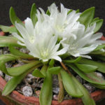 Lewisia brachycalyx (Short Sepaled Lewisia) - World of Flowering Plants