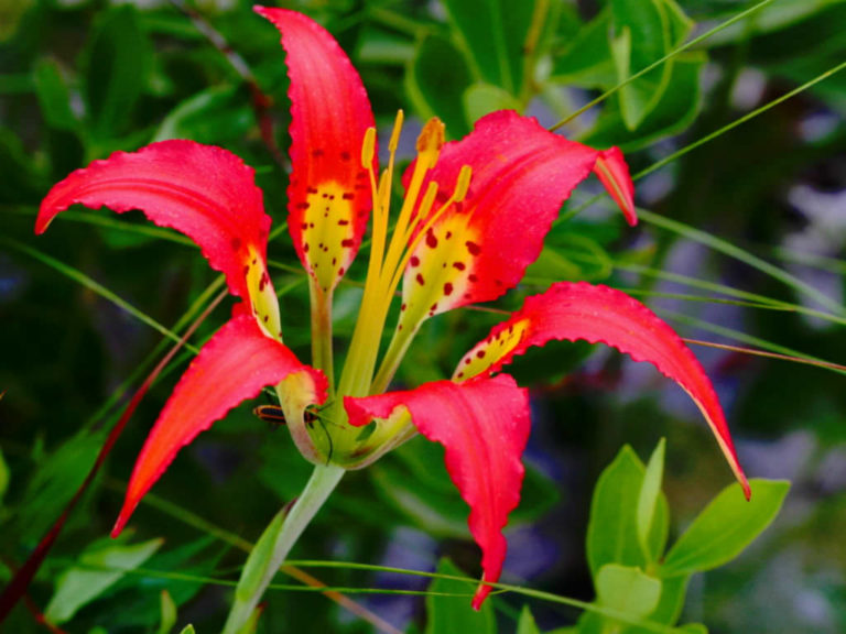 Lilium catesbaei (Catesby's Lily) - World of Flowering Plants
