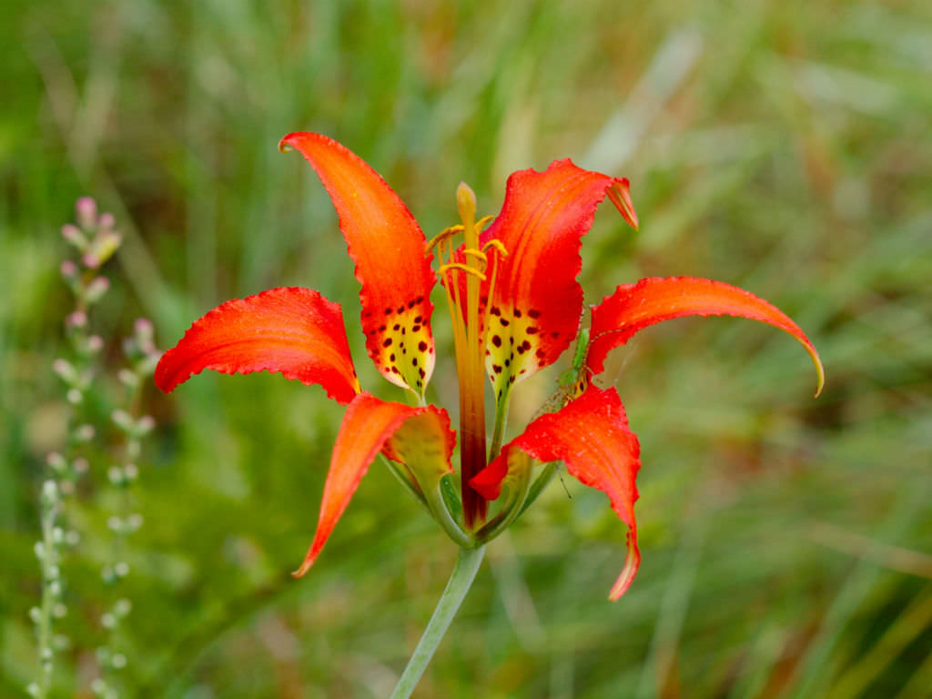 Lilium catesbaei (Catesby's Lily) - World of Flowering Plants