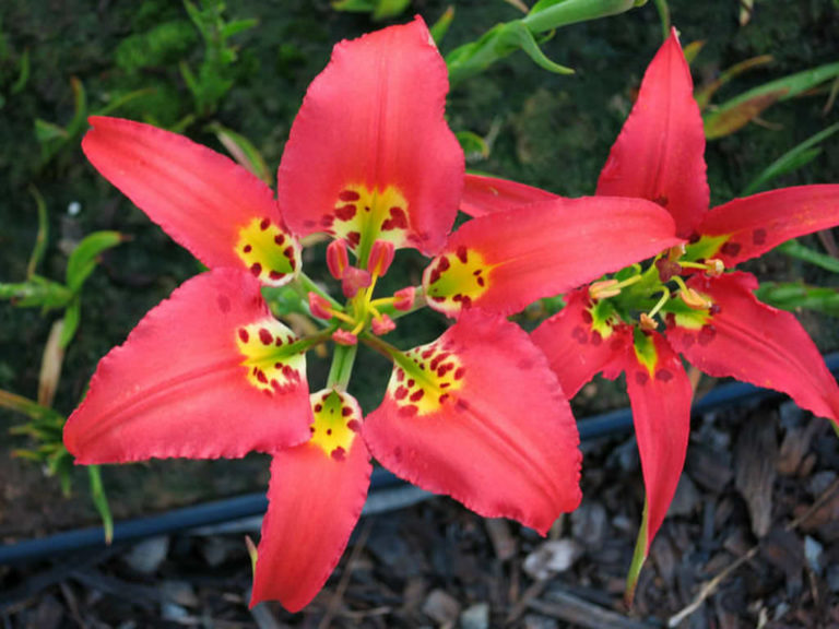 Lilium catesbaei (Catesby's Lily) - World of Flowering Plants