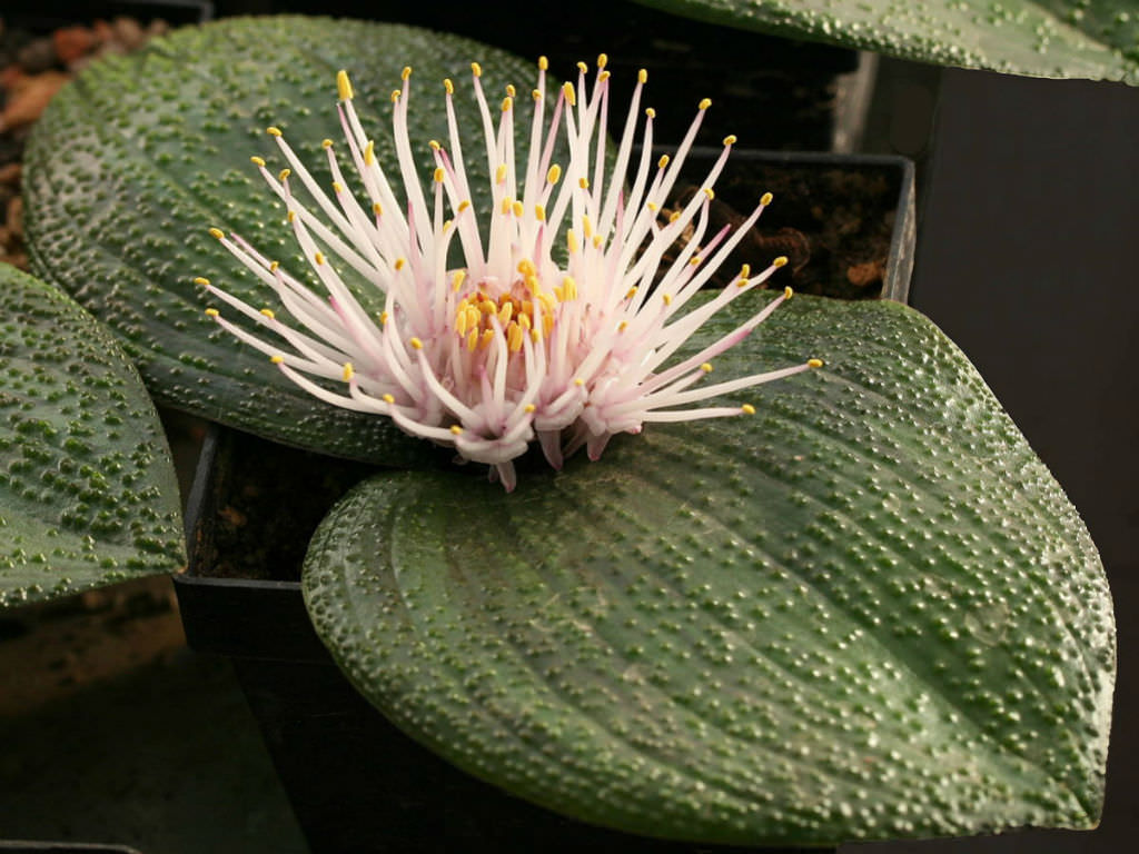 Massonia pustulata (Blistered Massonia) - World of Flowering Plants