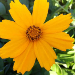 Coreopsis auriculata 'Elfin Gold' - World of Flowering Plants