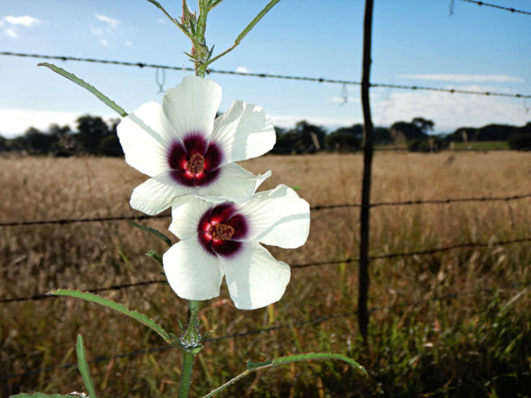 Hibiscus cannabinus (Kenaf) - World of Flowering Plants