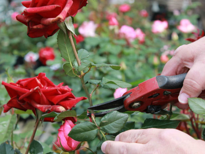 How to Deadhead Roses - World of Flowering Plants