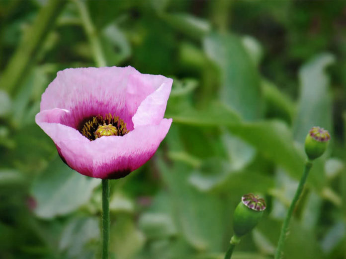 Papaver setigerum (Poppy of Troy) - World of Flowering Plants
