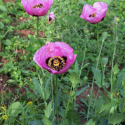 Papaver setigerum (Poppy of Troy) - World of Flowering Plants