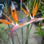 Strelitzia juncea - World of Flowering Plants