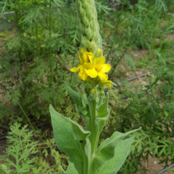 Verbascum thapsus (Common Mullein) - World of Flowering Plants