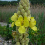 Verbascum thapsus (Common Mullein) - World of Flowering Plants