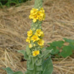Verbascum thapsus (Common Mullein) - World of Flowering Plants