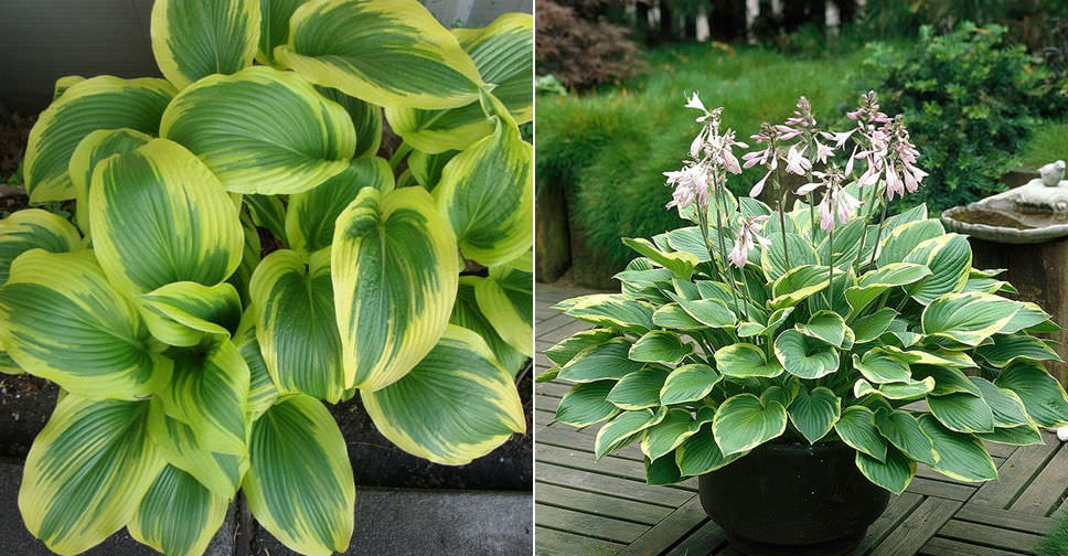 Hosta sieboldiana 'Aureo Marginata' - World of Flowering Plants