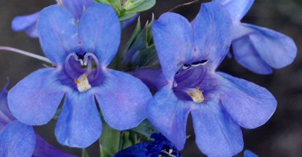 Penstemon acuminatus (Sharpleaf Penstemon) - World of Flowering Plants