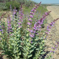 Penstemon acuminatus (Sharpleaf Penstemon) - World of Flowering Plants
